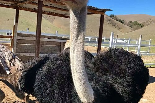 鸵鸟养殖基地怎么选_鸵鸟苗多少钱一只-第2张图片-山城妙识