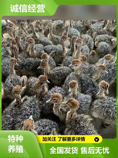 鸵鸟养殖基地怎么选_鸵鸟苗多少钱一只-第1张图片-山城妙识