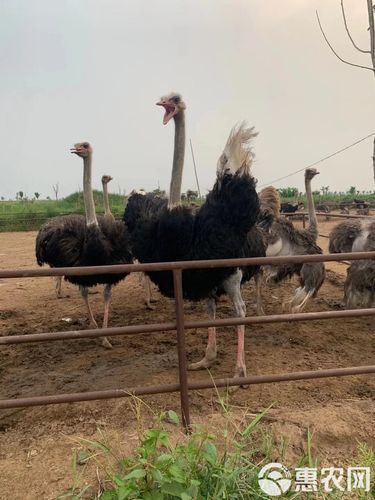 鸵鸟养殖基地怎么选_鸵鸟苗多少钱一只-第3张图片-山城妙识
