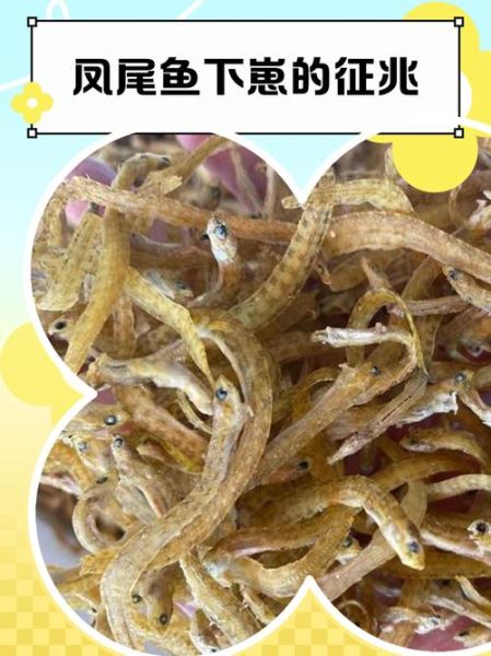 凤尾鱼下崽前有什么征兆_凤尾鱼多久生一次小鱼-第2张图片-山城妙识 凤尾鱼下崽前有什么征兆_凤尾鱼多久生一次小鱼-第2张图片-山城妙识