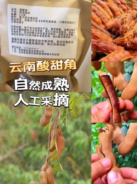 云南酸角怎么吃_云南酸角的功效与作用-第1张图片-山城妙识 云南酸角怎么吃_云南酸角的功效与作用-第1张图片-山城妙识