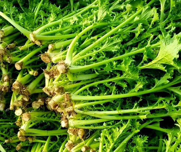 野生雪里蕻怎么吃_野生雪里蕻的吃法大全-第1张图片-山城妙识 野生雪里蕻怎么吃_野生雪里蕻的吃法大全-第1张图片-山城妙识