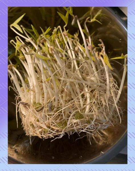 黄豆芽怎么发_自制黄豆芽的方法-第3张图片-山城妙识