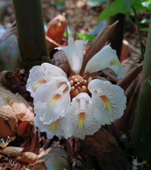 豆蔻花长什么样_豆蔻花的花语是什么-第2张图片-山城妙识 豆蔻花长什么样_豆蔻花的花语是什么-第2张图片-山城妙识