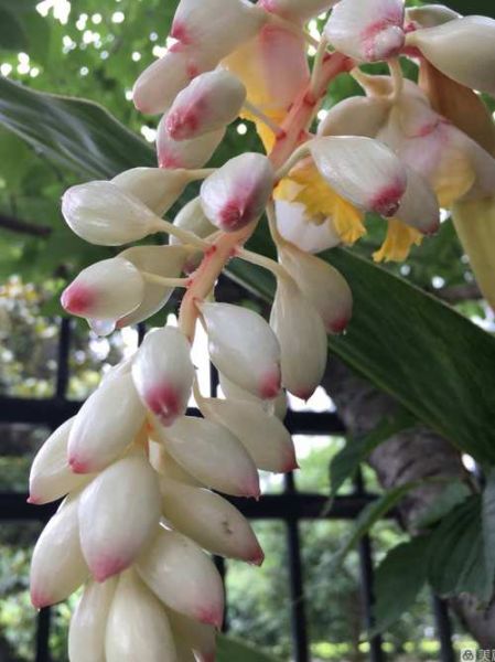 豆蔻花长什么样_豆蔻花的花语是什么-第1张图片-山城妙识 豆蔻花长什么样_豆蔻花的花语是什么-第1张图片-山城妙识