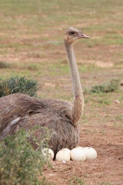 鸵鸟图片怎么拍_鸵鸟图片高清素材哪里找-第2张图片-山城妙识
