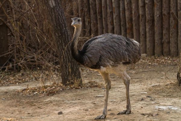 鸵鸟图片怎么拍_鸵鸟图片高清素材哪里找-第3张图片-山城妙识