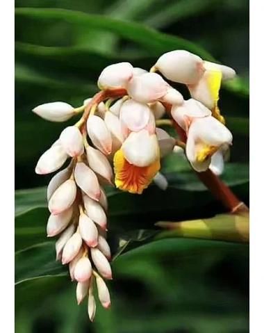 豆蔻花长什么样_豆蔻花的花语是什么-第3张图片-山城妙识 豆蔻花长什么样_豆蔻花的花语是什么-第3张图片-山城妙识