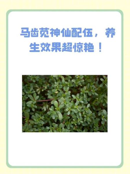 马齿苋和什么一起能治白发_马齿苋治白发配方-第3张图片-山城妙识