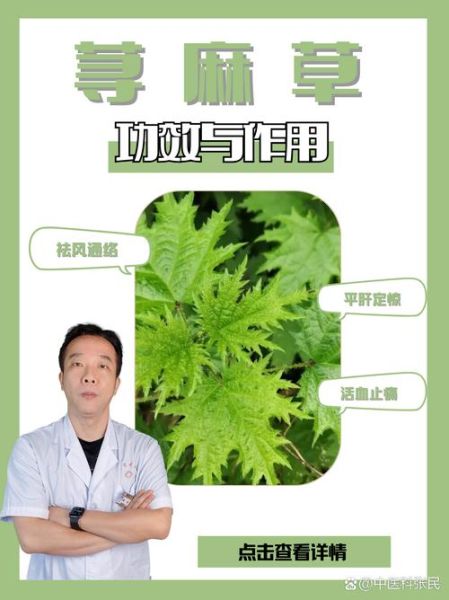 荨麻的功效与作用_荨麻怎么吃不扎嘴-第3张图片-山城妙识