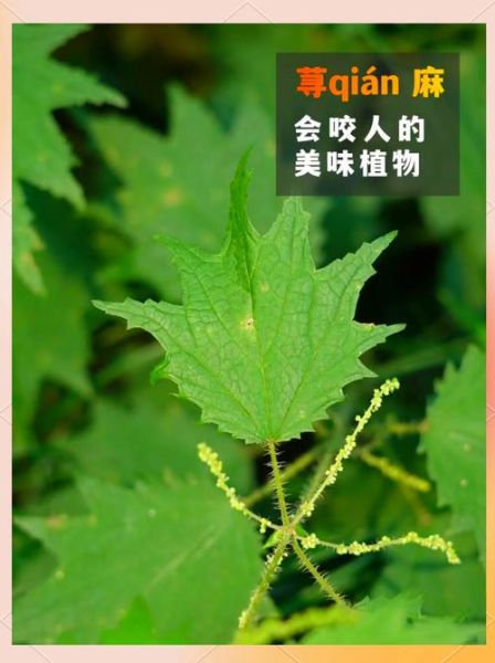 荨麻的功效与作用_荨麻怎么吃不扎嘴-第2张图片-山城妙识