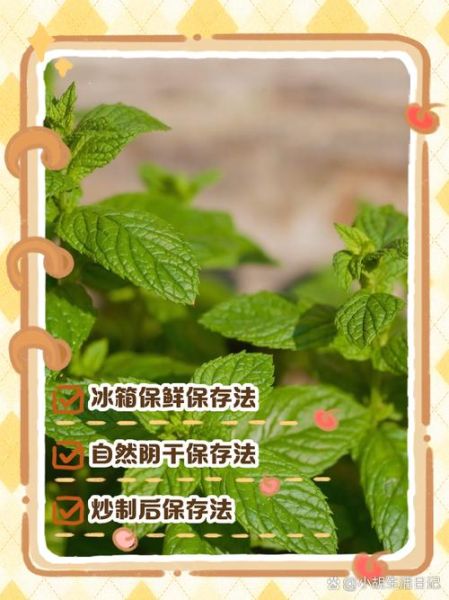薄荷叶怎么保存_薄荷叶能放多久-第1张图片-山城妙识