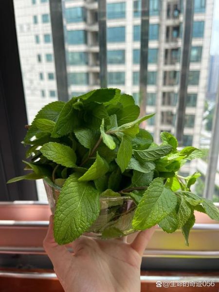 薄荷叶怎么保存_薄荷叶能放多久-第2张图片-山城妙识