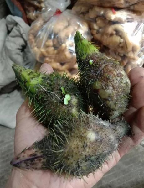 鸡头米的功效与作用_鸡头米怎么吃最补肾-第1张图片-山城妙识