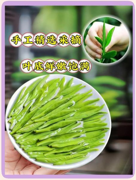 雀舌茶的功效与禁忌_适合什么人喝-第1张图片-山城妙识 雀舌茶的功效与禁忌_适合什么人喝-第1张图片-山城妙识