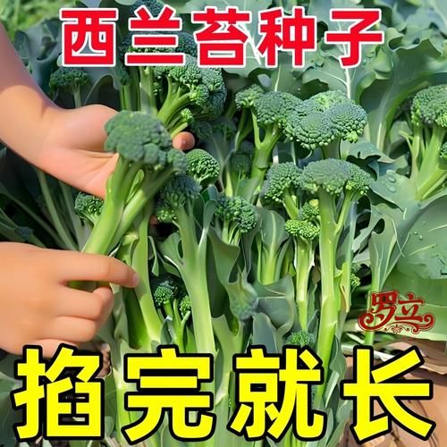 西兰花什么时候种最合适_西兰花种植月份与地区对照表-第1张图片-山城妙识