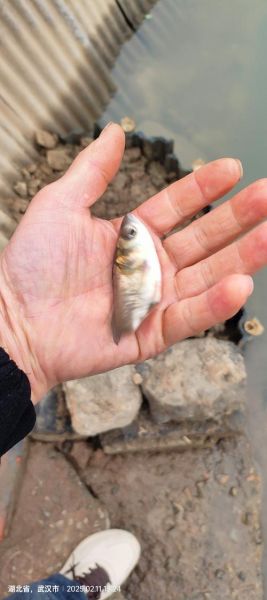 鳙鱼高密度养殖技术_如何提高亩产量-第3张图片-山城妙识