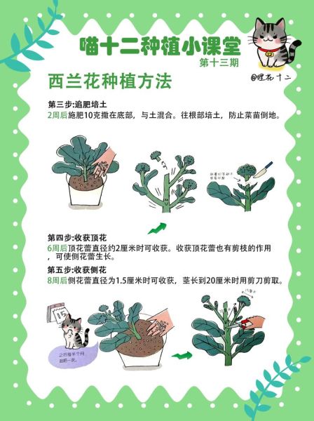 西兰花什么时候种最合适_西兰花种植月份与地区对照表-第2张图片-山城妙识
