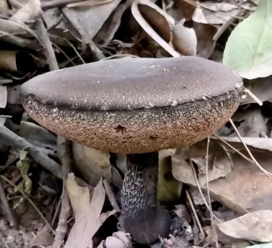 黑牛肝菌什么人不能吃_黑牛肝菌中毒症状-第1张图片-山城妙识