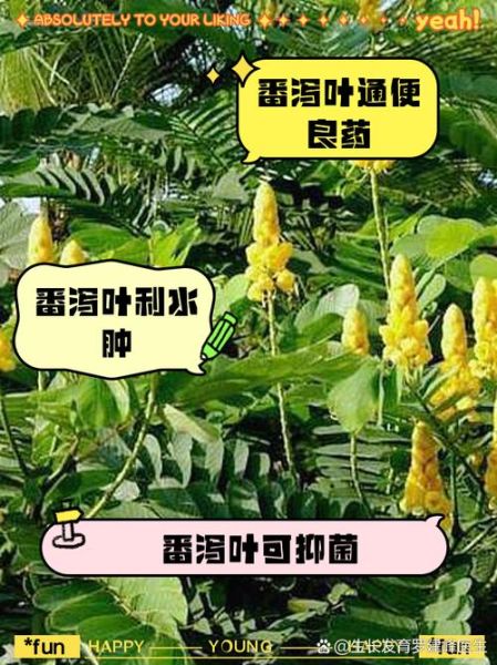 长期便秘喝番泻叶好吗_番泻叶副作用-第1张图片-山城妙识