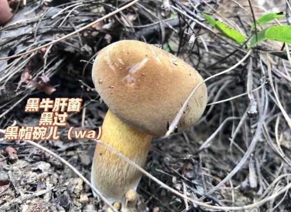 黑牛肝菌什么人不能吃_黑牛肝菌中毒症状-第2张图片-山城妙识
