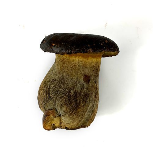 黑牛肝菌什么人不能吃_黑牛肝菌中毒症状-第3张图片-山城妙识