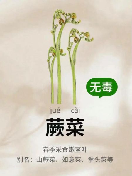 食用蕨菜真的会致癌吗_蕨菜致癌真相-第2张图片-山城妙识