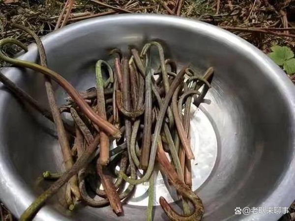 食用蕨菜真的会致癌吗_蕨菜致癌真相-第3张图片-山城妙识