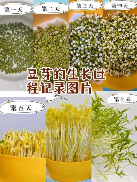 在家怎么发豆芽_绿豆芽快速发芽技巧-第1张图片-山城妙识