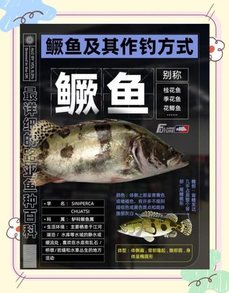 鲑鱼和桂鱼一样吗_鲑鱼与桂鱼的区别-第1张图片-山城妙识