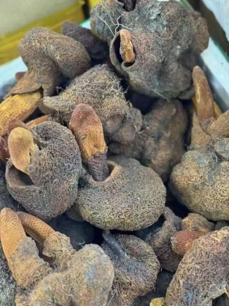 锁阳图片大全_锁阳长什么样-第3张图片-山城妙识