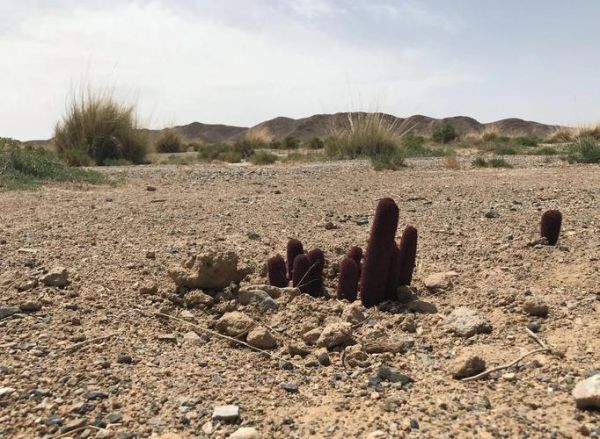 锁阳图片大全_锁阳长什么样-第1张图片-山城妙识