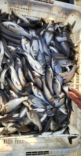 鲢鱼苗价格多少钱一斤_2024年最新行情-第1张图片-山城妙识 鲢鱼苗价格多少钱一斤_2024年最新行情-第1张图片-山城妙识