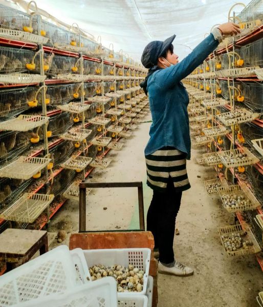 鹌鹑养殖大棚怎么建_鹌鹑养殖大棚成本多少钱-第1张图片-山城妙识 鹌鹑养殖大棚怎么建_鹌鹑养殖大棚成本多少钱-第1张图片-山城妙识