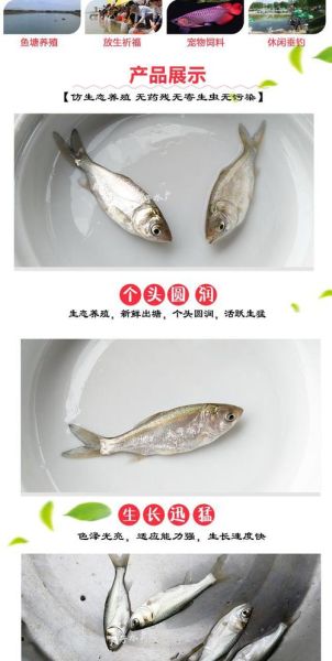 鲢鱼苗价格多少钱一斤_2024年最新行情-第3张图片-山城妙识 鲢鱼苗价格多少钱一斤_2024年最新行情-第3张图片-山城妙识