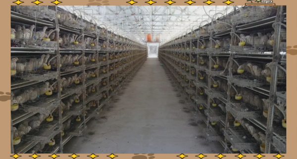 鹌鹑养殖大棚怎么建_鹌鹑养殖大棚成本多少钱-第3张图片-山城妙识 鹌鹑养殖大棚怎么建_鹌鹑养殖大棚成本多少钱-第3张图片-山城妙识