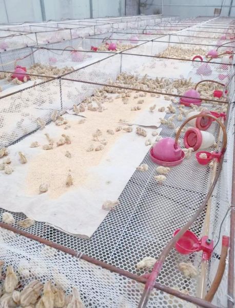 鹌鹑养殖大棚怎么建_鹌鹑养殖大棚成本多少钱-第2张图片-山城妙识 鹌鹑养殖大棚怎么建_鹌鹑养殖大棚成本多少钱-第2张图片-山城妙识