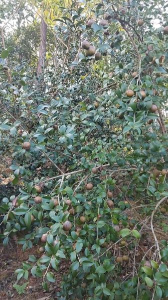 茶油树图片长什么样_如何辨认茶油树品种-第2张图片-山城妙识