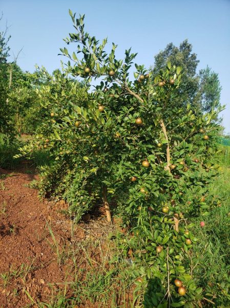 茶油树图片长什么样_如何辨认茶油树品种-第3张图片-山城妙识