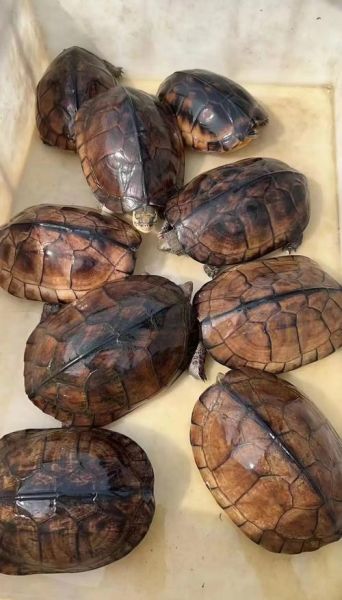 金钱龟的功效与作用_金钱龟怎么吃效果最好-第1张图片-山城妙识