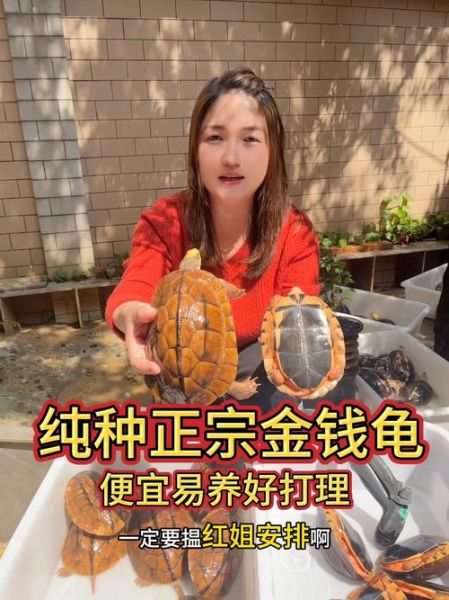 金钱龟的功效与作用_金钱龟怎么吃效果最好-第3张图片-山城妙识