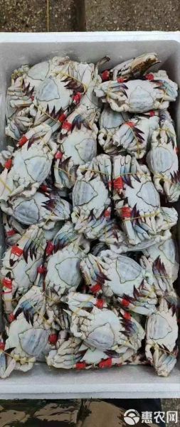 飞蟹多少钱一斤现在价格_2024年最新行情-第2张图片-山城妙识