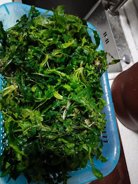 荠菜和什么一起包饺子最好吃_荠菜不能和什么一起吃-第2张图片-山城妙识