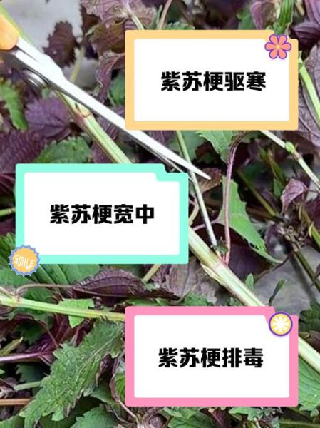 紫苏梗的功效与作用_紫苏梗怎么泡水喝-第2张图片-山城妙识