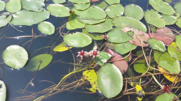 莼菜图片长什么样_莼菜的功效与作用有哪些-第1张图片-山城妙识