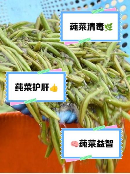 莼菜图片长什么样_莼菜的功效与作用有哪些-第2张图片-山城妙识