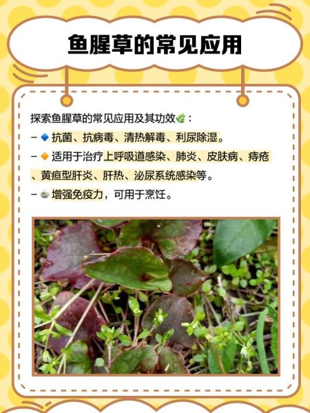 野生鱼腥草图片大全_如何辨别真假野生鱼腥草-第1张图片-山城妙识