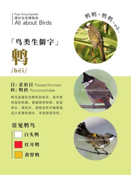 老鸹怎么读_老鸹是什么鸟-第1张图片-山城妙识