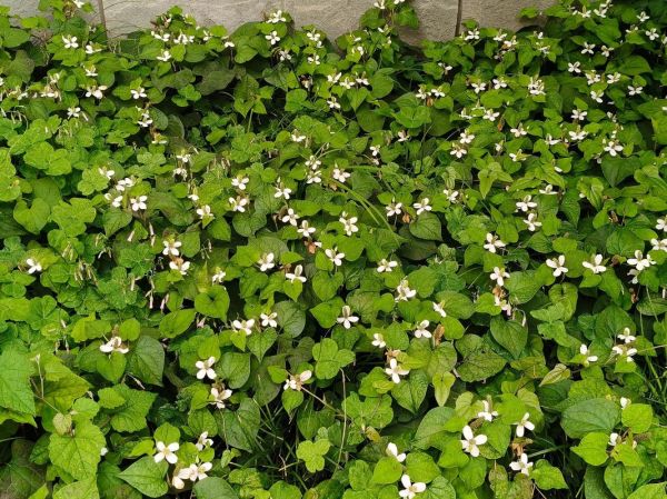 野生鱼腥草图片大全_如何辨别真假野生鱼腥草-第3张图片-山城妙识