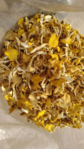 鸡油菌和榆黄菇的区别_哪个更好吃-第2张图片-山城妙识